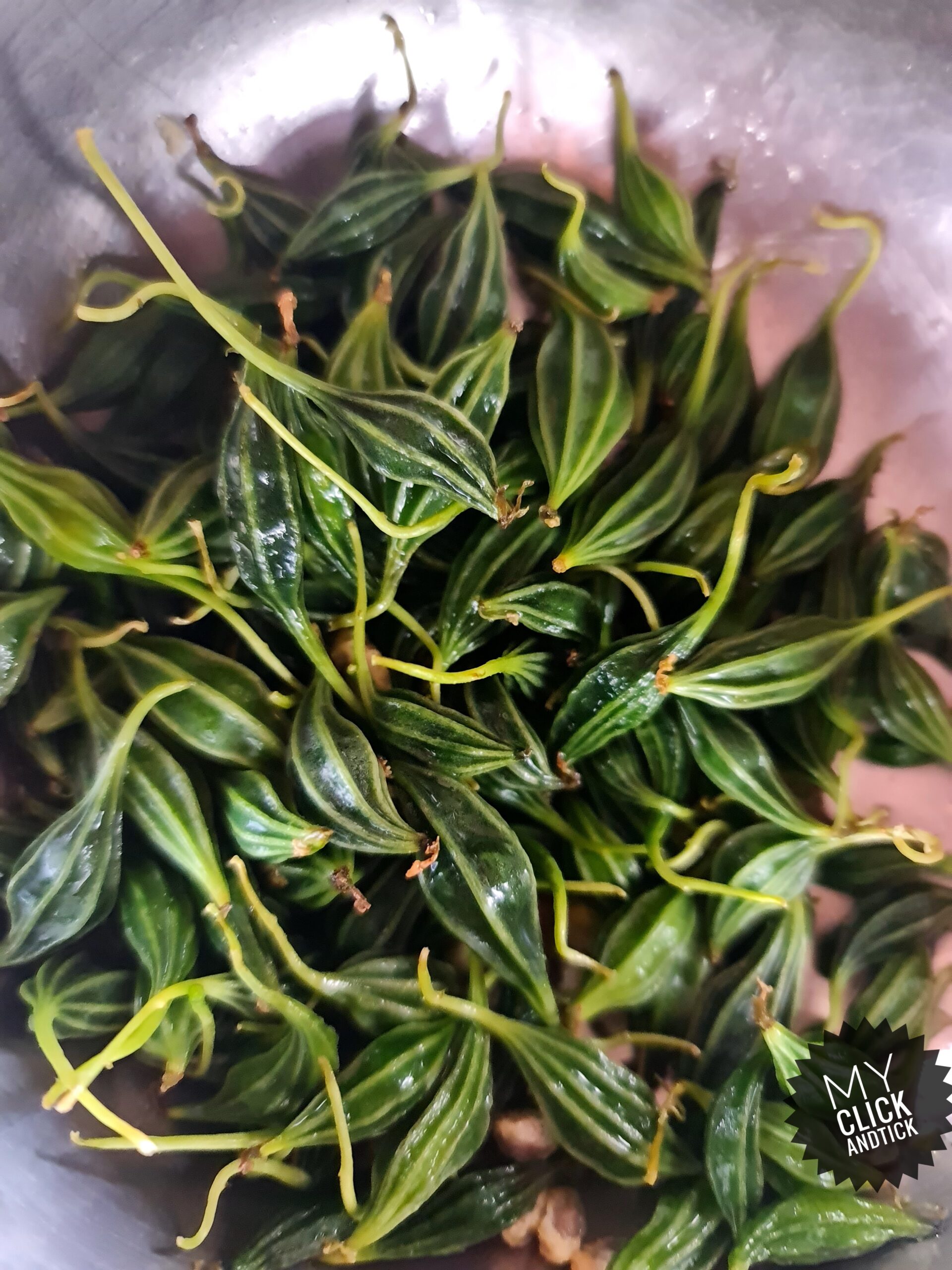 Athalakkai Poriyal (Momordica cymbalaria) - MY CLICK AND TICK