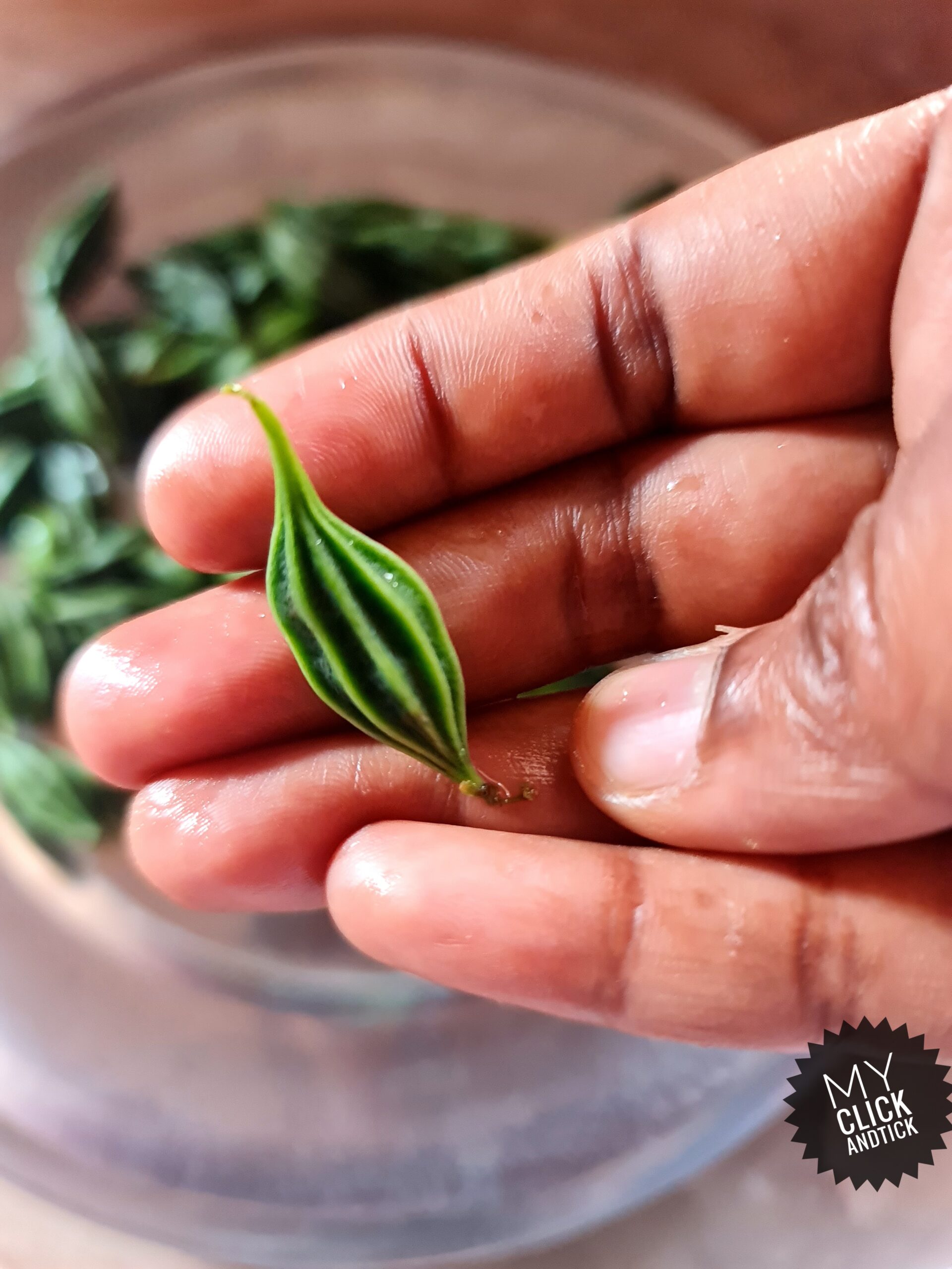 Athalakkai Poriyal (Momordica cymbalaria) - MY CLICK AND TICK