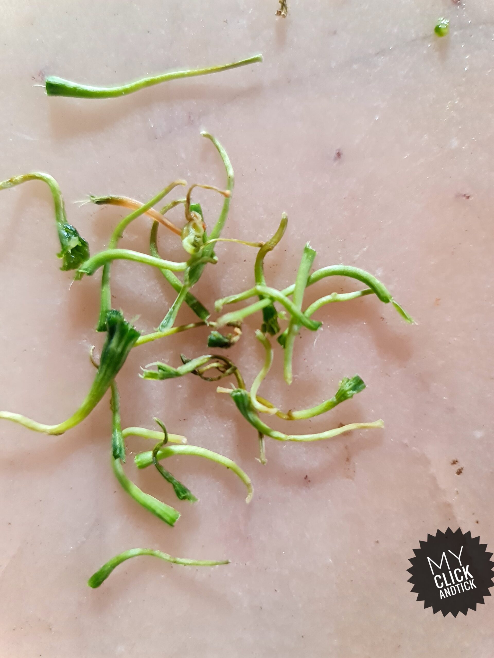 Athalakkai Poriyal (Momordica cymbalaria) - MY CLICK AND TICK