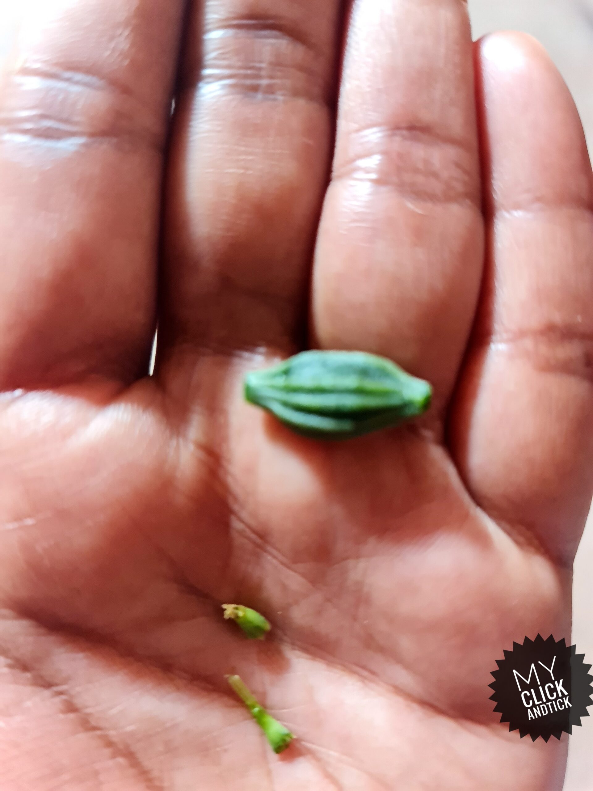 Athalakkai Poriyal (Momordica cymbalaria) - MY CLICK AND TICK